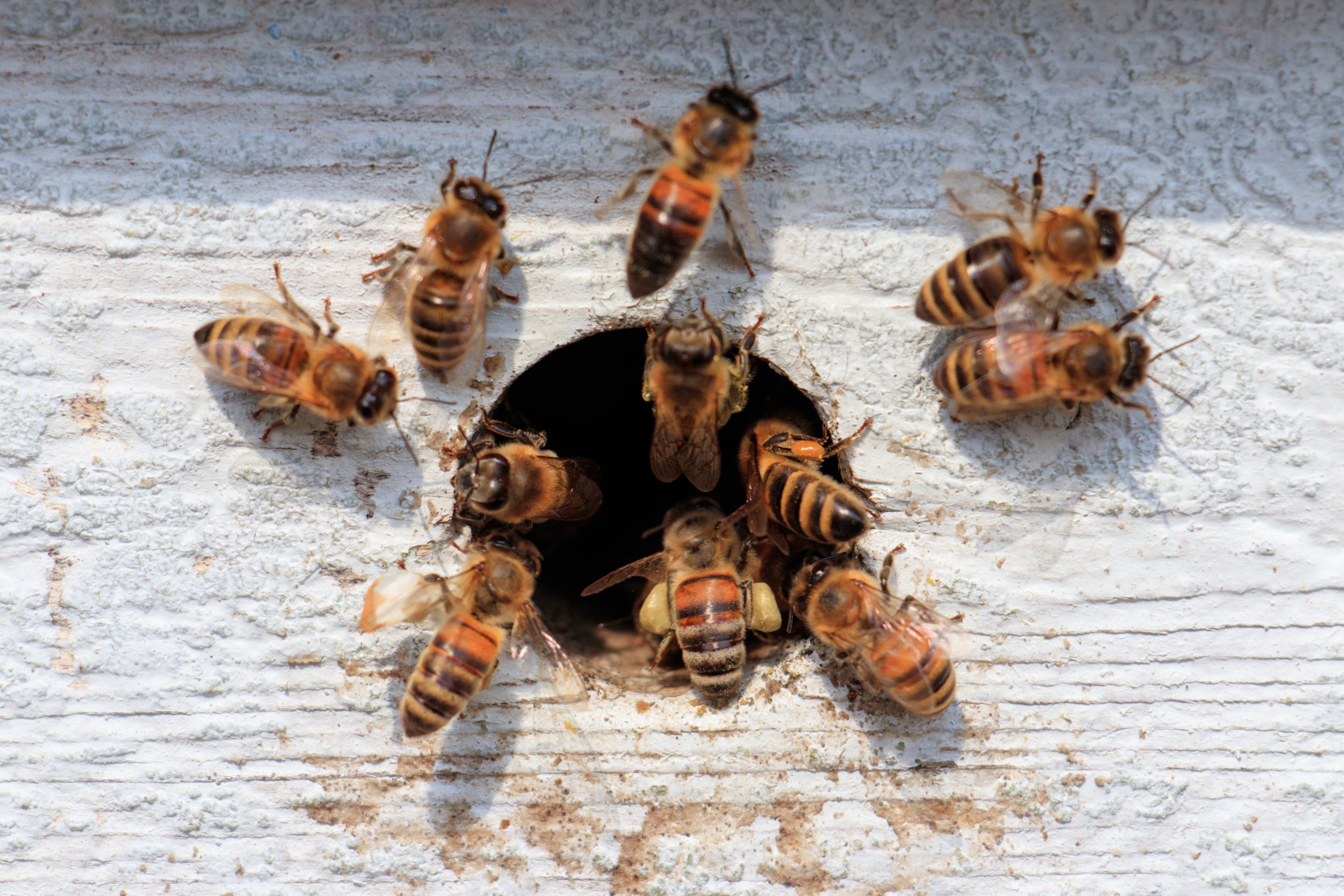 Beehive Removal - Elite Wildlife Prevention - Proudly Serving Metro Detroit